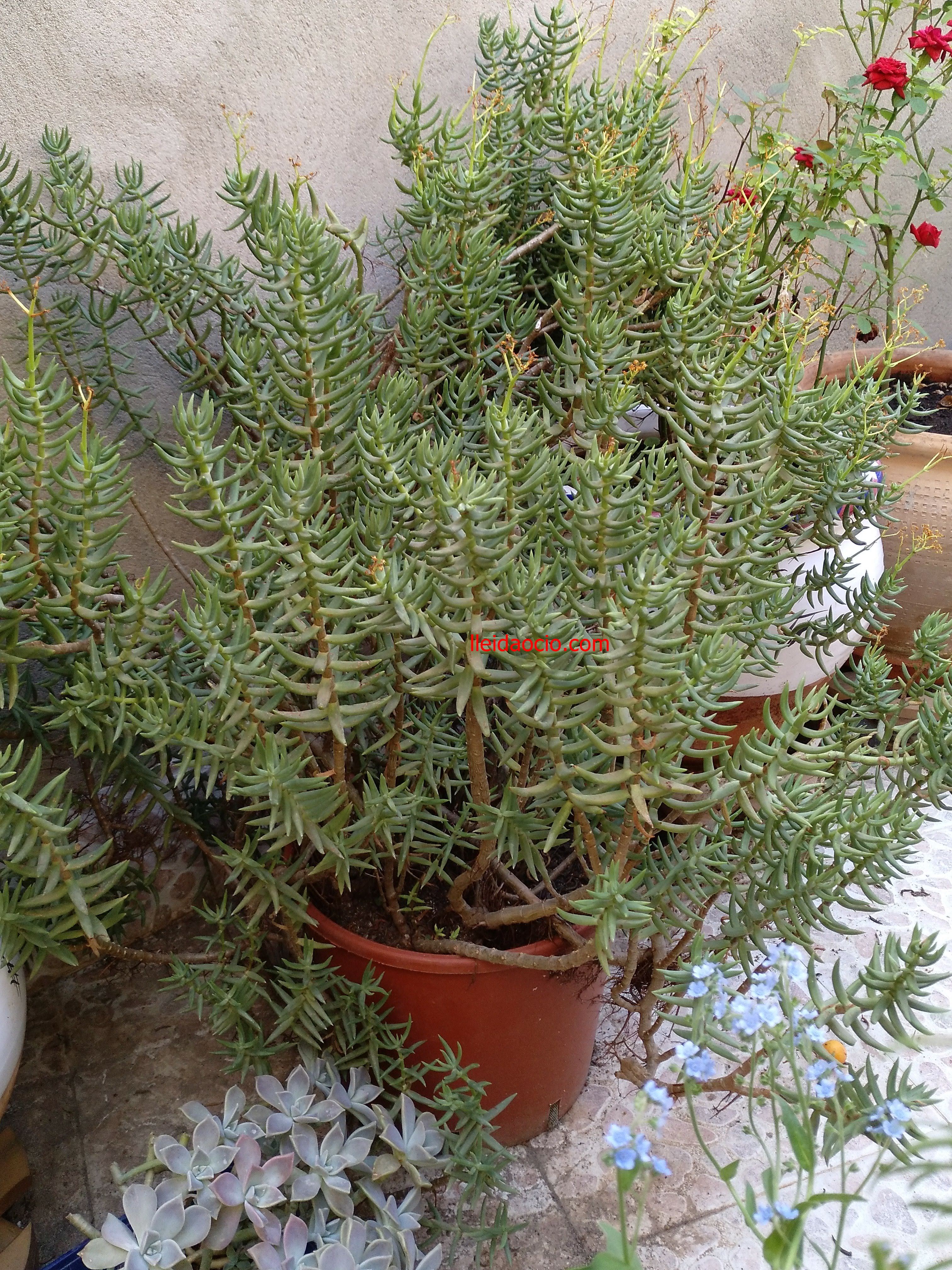 Pino miniatura o Crassula tetragoma